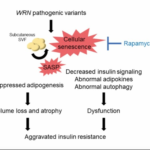 Stream episode Rapamycin's Therapeutic Potential in Treating Werner ...