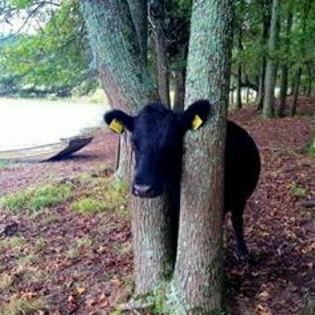 Stream notlieu - stupid by NOT notlieu | Listen online for free on ...