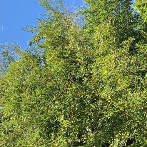 Stream lofi (basically my youtube intro) by GREG AVE | Listen online ...