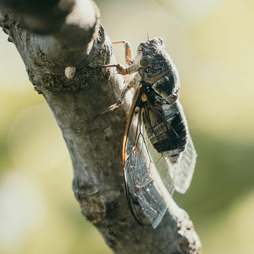 Stream Switzerland Wants Children to Eat Less Chocolate, More Insects ...