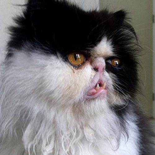 Stream bow kid by Young Druid | Listen online for free on SoundCloud