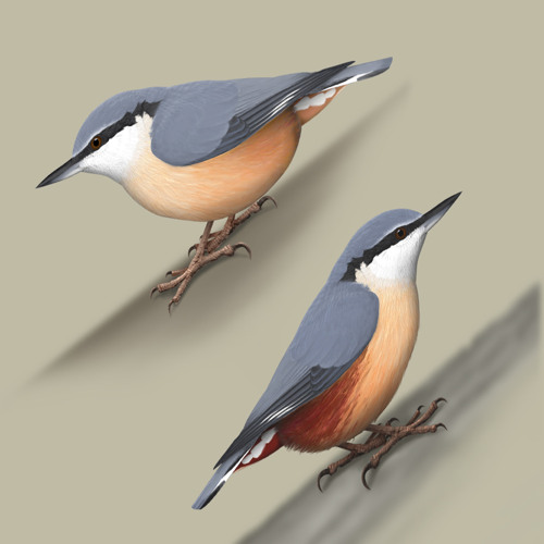 Stream Bird sounds - Nuthatch by Polskie Ptaki | Listen online for free ...