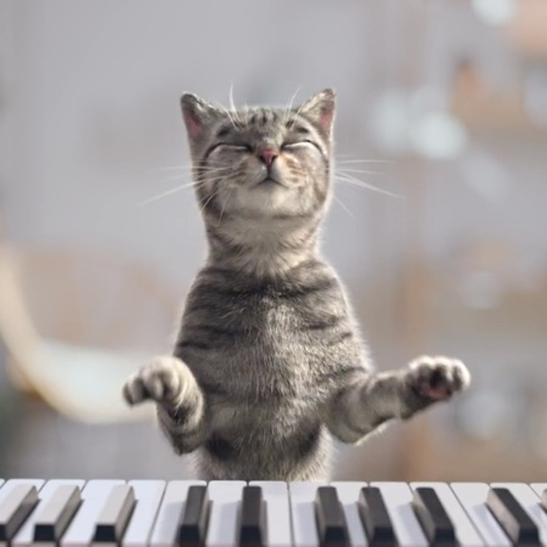 Stream Keyboard Cats (STBB 857) by Reefer Madness Production | Listen ...