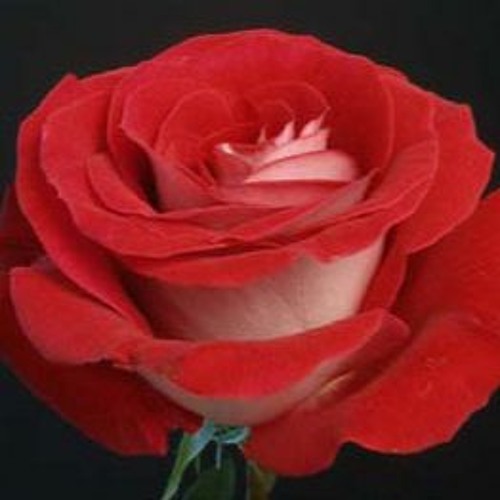 Stream Can I Call You Rose (Slowed + Reverb) by Dre.Steez | Listen ...