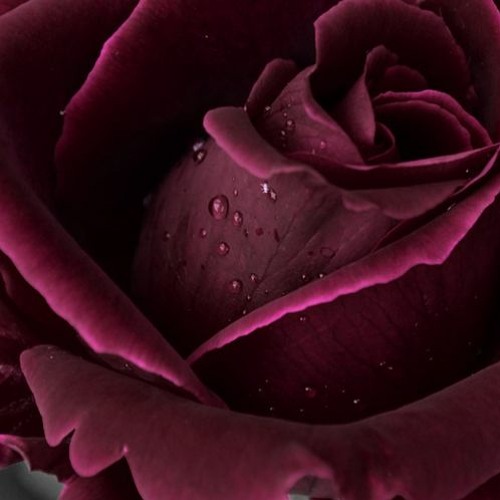 Stream Velvet by Phase Malfunction | Listen online for free on SoundCloud