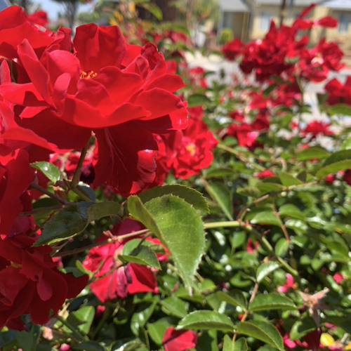 Stream old dirt road // prod rutherford by yungsaint | Listen online ...