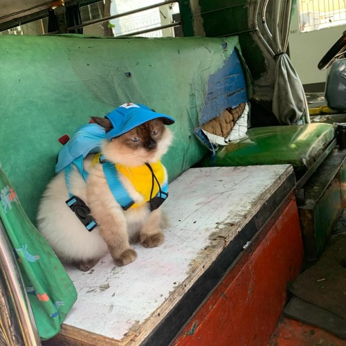 Stream SHOWTIME OFFICIAL MIX #34 💀👤 "𝔪aΜ𝐚Ŧᗩⓨ N𝔞ㄥ𝔞𝓷𝐠 𝒶𝕜Ø" 💞♚ x UNSINT A ...