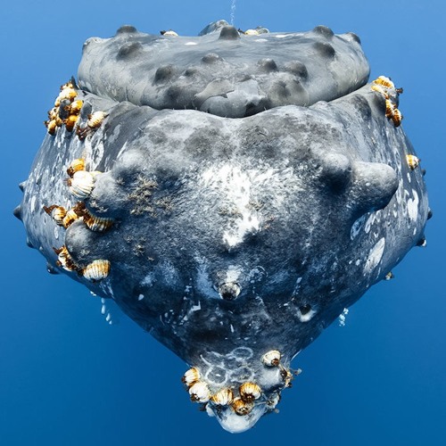 Stream Barnicle by Nick Ayers | Listen online for free on SoundCloud