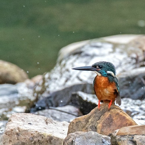 Stream episode Blyth's Kingfisher (Alcedo hercules) by naturein_focus ...