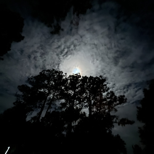 Stream Urban Jungle Sound Healing by Ophelia Rising | Listen online for ...