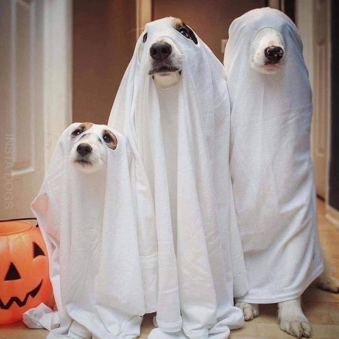 Stream Ổ QUỶ X MERCY - ALEX MASH ( FREEDOWNLOAD ) by DJ ALEX | Listen ...