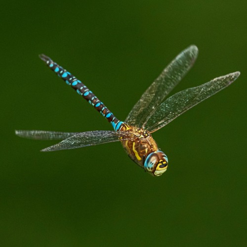 Stream Dragnonfly by Christopher Kinman | Listen online for free on ...