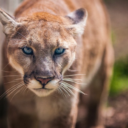 Stream True story by Mega rhyme | Listen online for free on SoundCloud