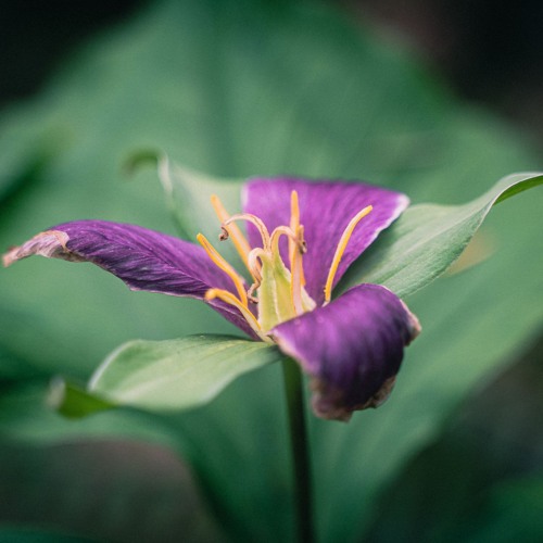 Stream Shadow Bloom - Soul Revival Ecstatic Dance - May 5th, 2024 by DJ ...