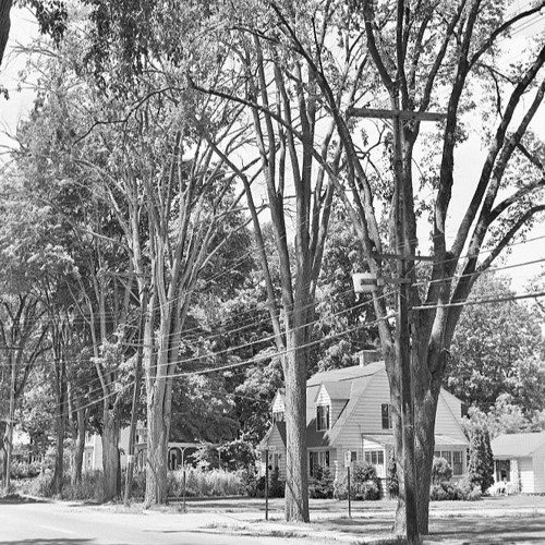 Stream BHS #412-Ruth Atkinson And Local Trees by BrattHistoricalSoc ...