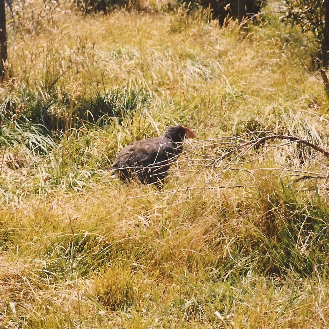 Listen to Tiritiri Matangi: Anne Rimmer and the birds by Ngā Pātaka ...