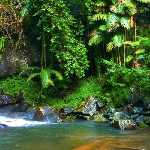 Stream Escape to Nature - The Lost World (World Heritage Qld Rainforest ...