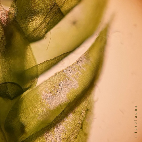 Stream Microfauna III by Henry McPherson | Listen online for free on ...