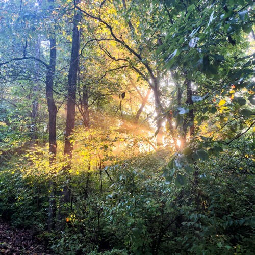 Stream 5 - 22 - 22 SLPark 2wav by Uncommon Light | Listen online for ...