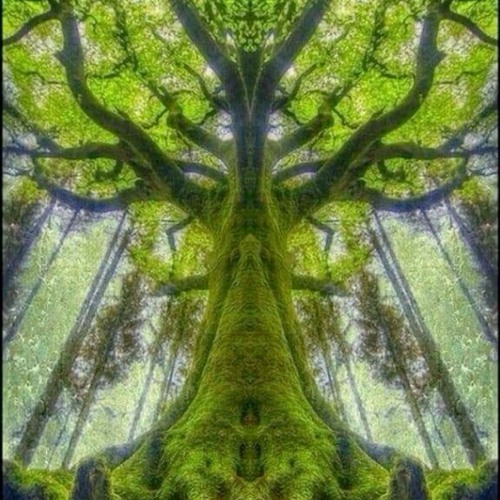 Stream Ganakaya | Listen to Forest.🌳(145-160bpm) playlist online for ...