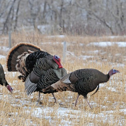 Stream Trapping & Researching Turkeys by Hunt Nebraska | Listen online ...