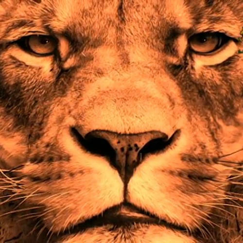 Stream Virtual Jam Sessions Freestyle World | Listen to Wounded lion in ...