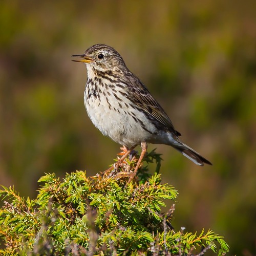 Stream Tree Pipit song (example 1), Surrey, England, May 1977 by The ...