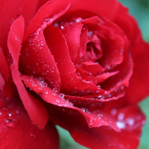 Stream episode One Perfect Rose by Dorothy Parker by Anton Jarvis ...