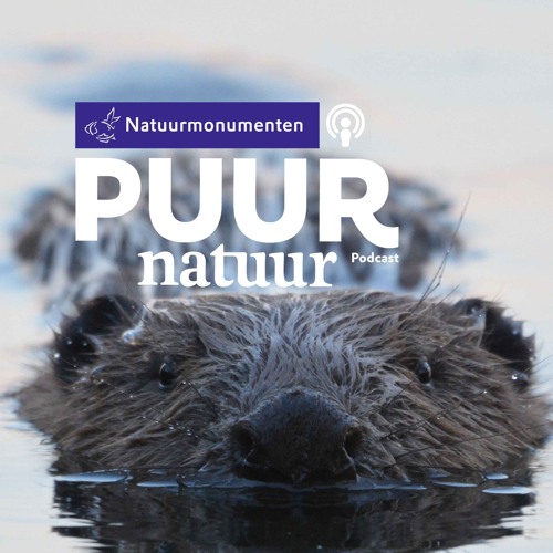 Stream Puur Natuur: Op beverspeurtocht in Limburg met Willy de Koning ...
