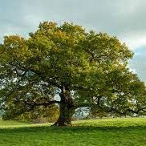 Stream Die Boom Van Die Lewe Deel 2 - Dr Pieter Theron by Pieter Theron ...