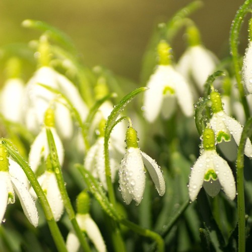 Stream Schneewittche ean die siwwe Zwerche from Anja Zimmer | Listen ...