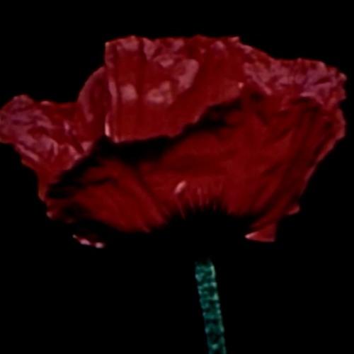 Stream Flowers For Ffion by Exempt From Gravity | Listen online for ...