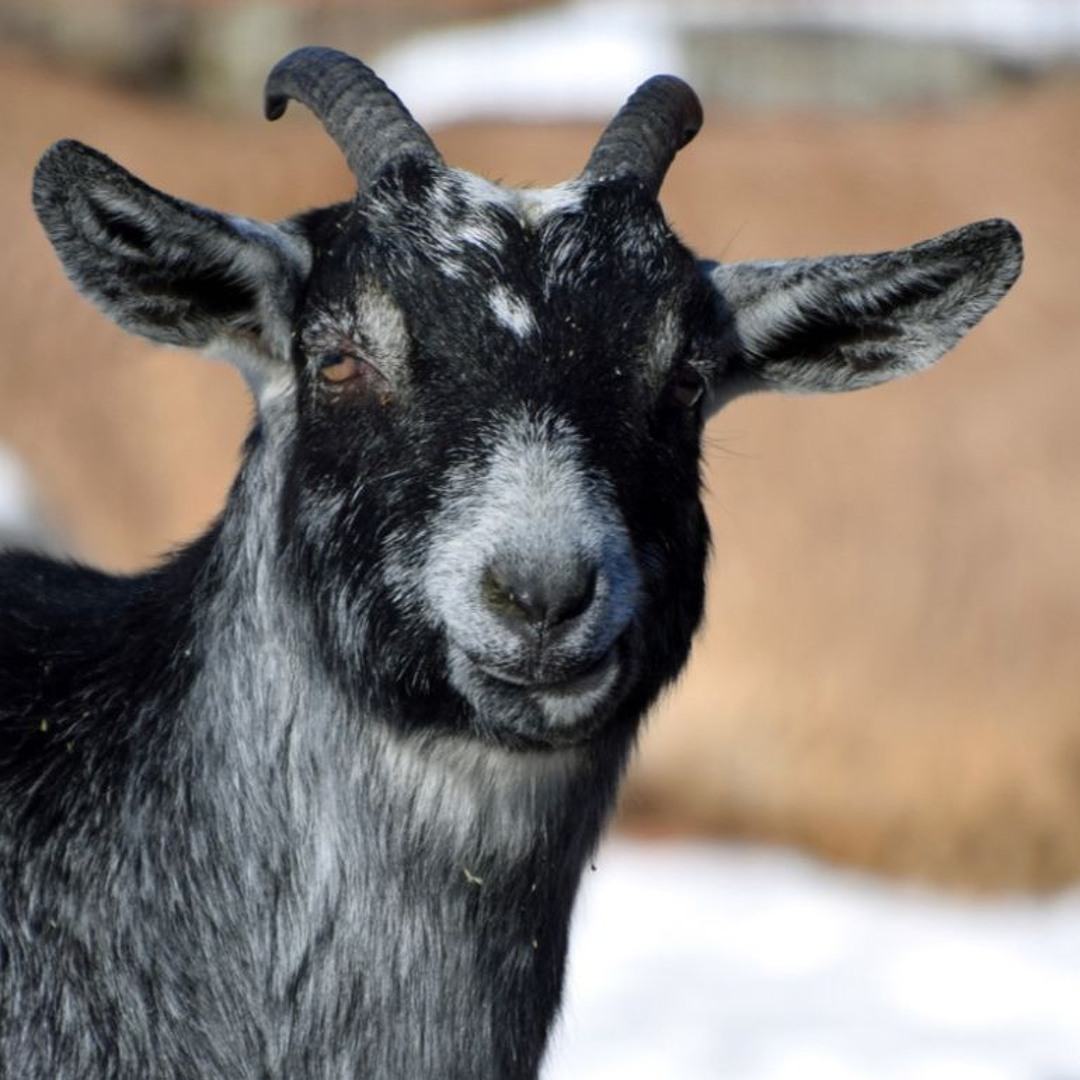 Stream ECRAZE & GRAPHYT - FLASHBACK [FREE DL Click Buy] by ECRAZE ...