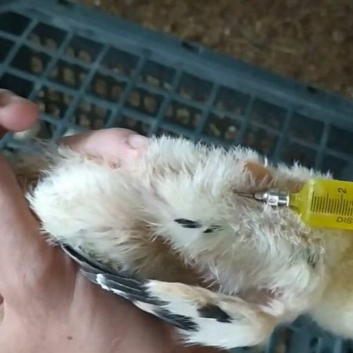 Stream Hướng dẫn cách tiêm vaccine cho gà từ 1 đến 63 ngày by Trực tiếp ...