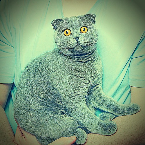 Stream Caring Cats By Relaxing Music For Cats Listen Online For