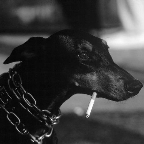 Listen to Lil Jon, Eminem, 50 Cent, 2Pac, Lil Scrappy & Obie Trice ...