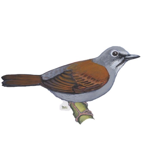 Stream Clarín Jilguero - Myadestes Occidentalis by Sendero Marcos ...