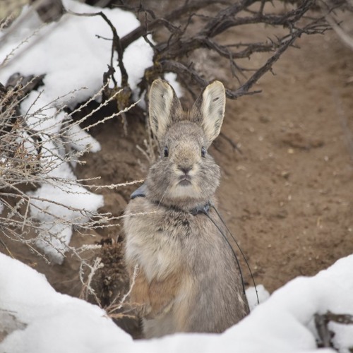 Stream Pygmy Rabbits In Nevada by The Nevada Department of Wildlife's ...