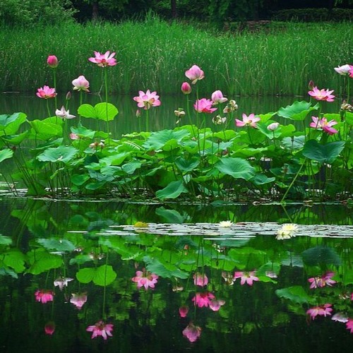 Stream episode Kaala niyamaka Suladi - Raga:Hamsanandi by TADIPATRI ...