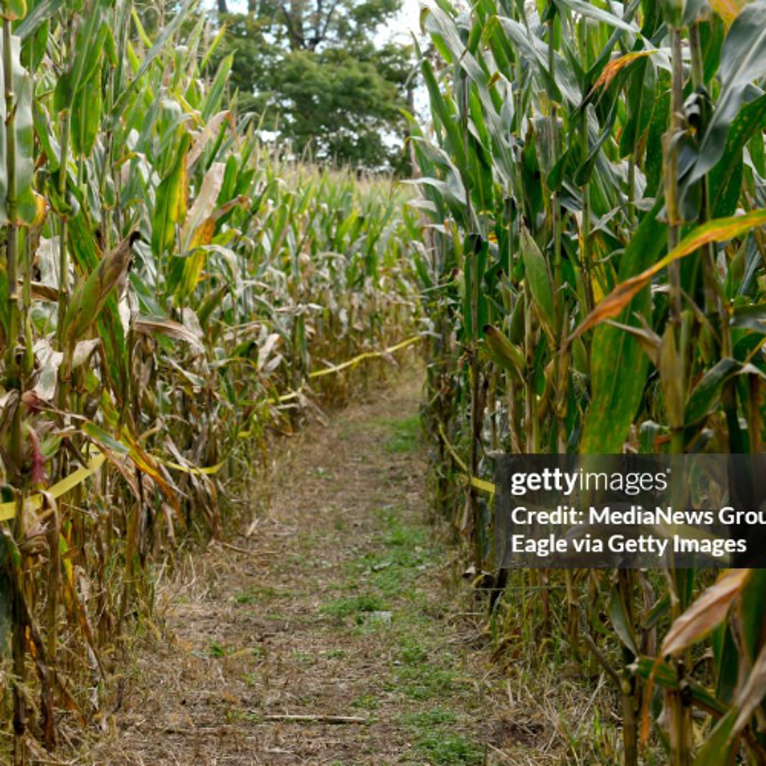 Stream Old Man Johnson's Corn Maze (Full Demo) (1) (Remix) by Mi Sook ...