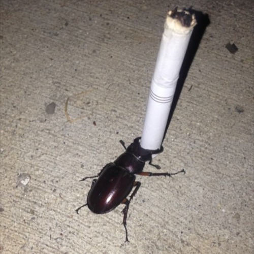 Stream bhutanese shadow garden grown dark evil pack by feinix | Listen ...