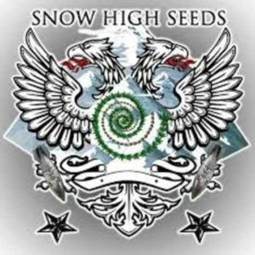 Stream Episode 74.5 ft Snow high of Snowhigh Seeds / Legendary Genetix ...