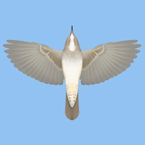 Nightingale Bird In Flight