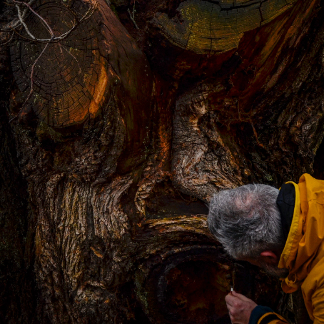 Stream Wildsmith | Listen to Treescape playlist online for free on ...