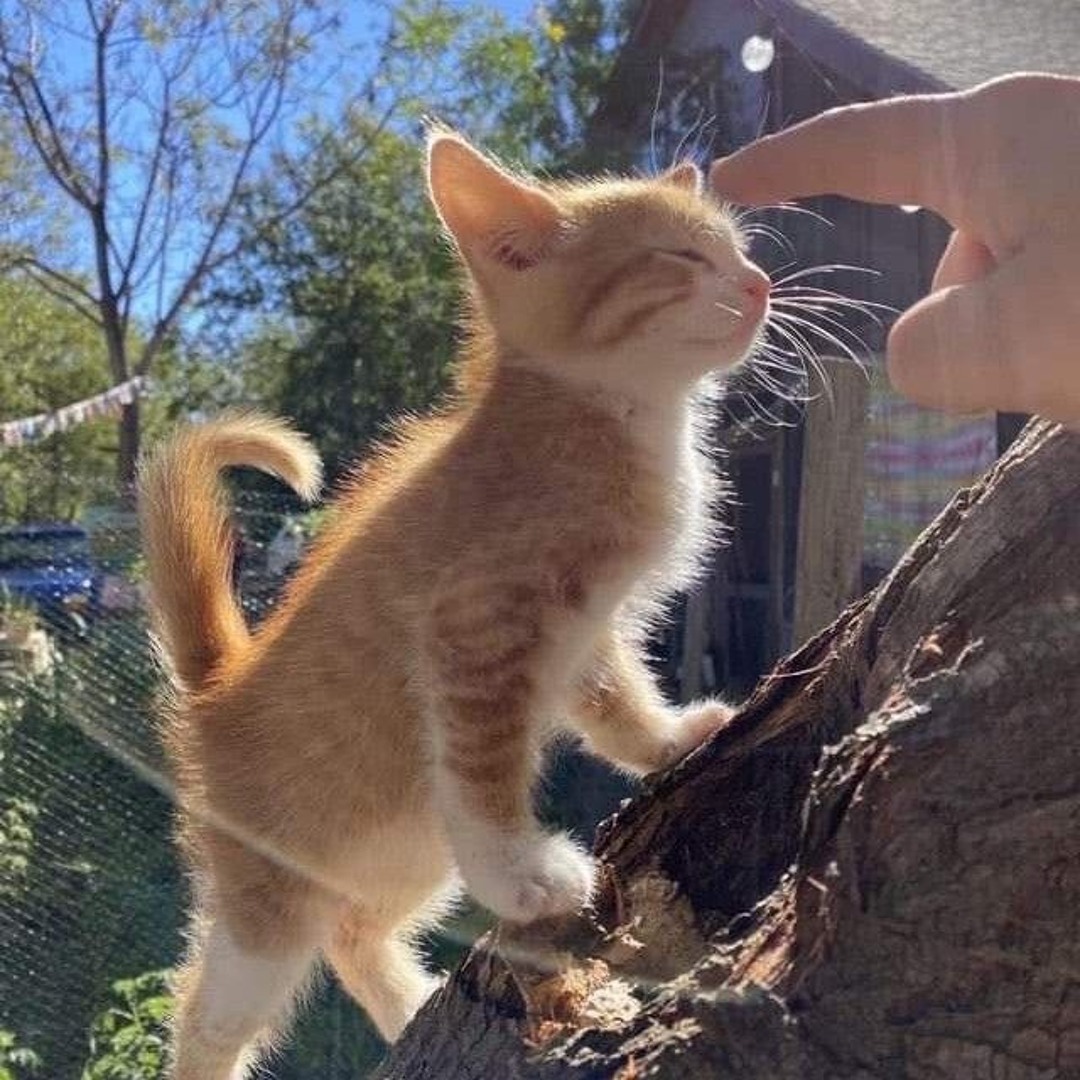 Stream Super Mario World (SNES) Music - Stage Clear.mp3 by Ismael ...