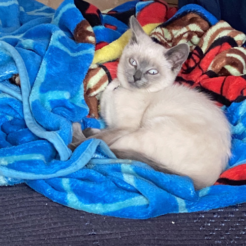 Stream Bad chills by Peppered | Listen online for free on SoundCloud