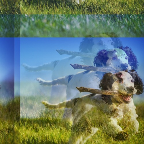 Stream Tulip Blight by Cast Bright | Listen online for free on SoundCloud