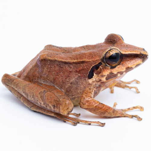 Stream Pristimantis condor CORBIDI 24745 by Luis Alberto Garcia Ayachi ...