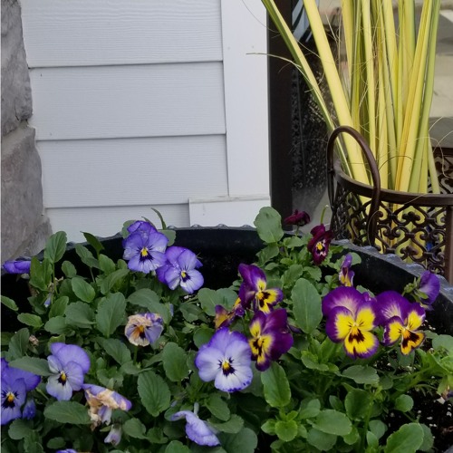 Stream PALM SUNDAY SERMON "The Great Reveal" April 5, 2020 by Vivian ...