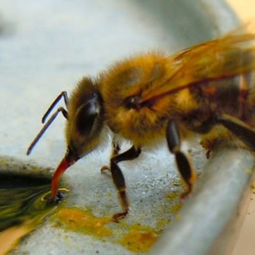 Stream a bee drinking root beer by Stewart Lampe | Listen online for ...